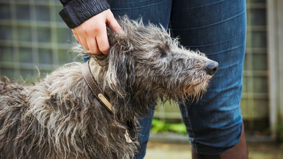 What is a sighthound? 29 sighthound breeds and what you need to know ...