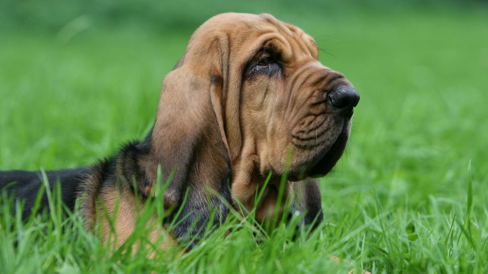 Bloodhound: Breed profile and information | PetsRadar