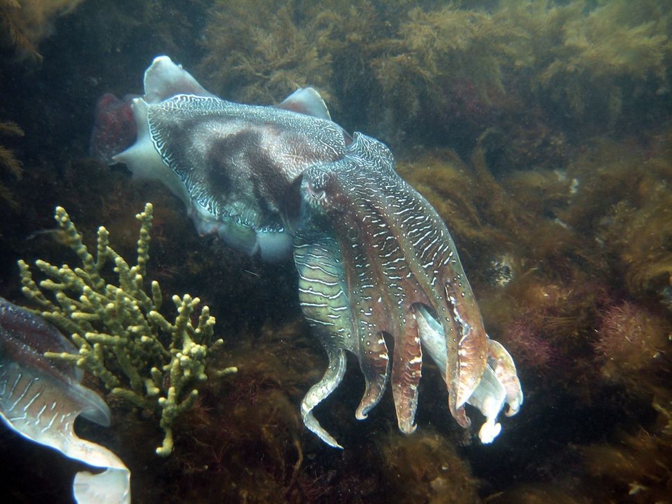 Cuttlefish Cuties: Photos of Color-Changing Cephalopods | Live Science