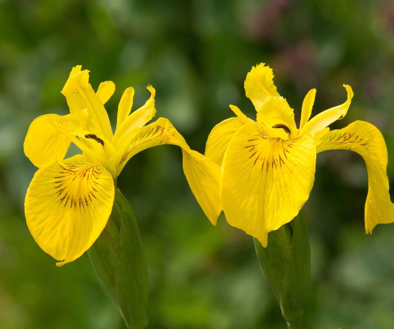 When do you cut back irises? Expert tips for the best blooms | Homes ...