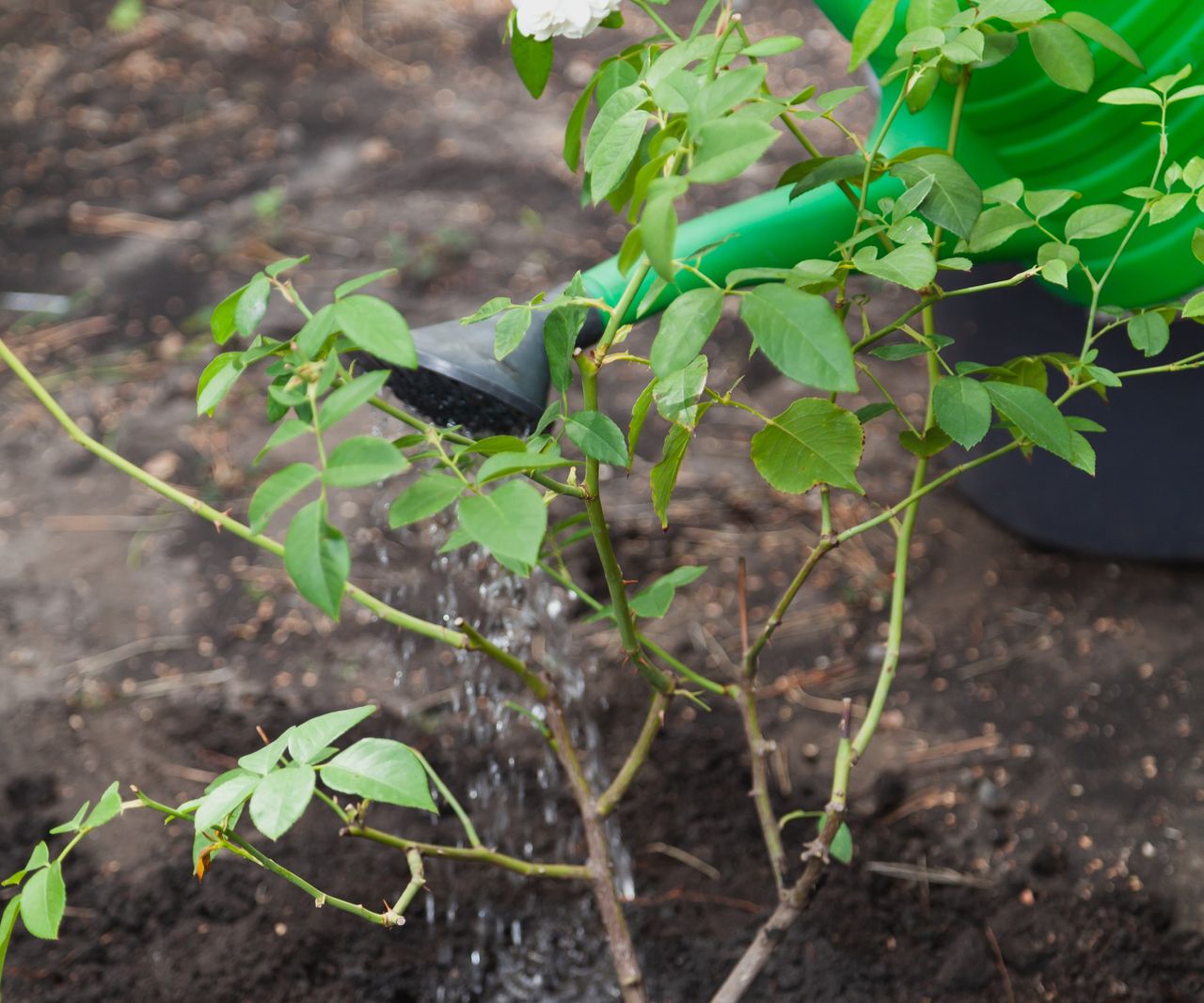 How to water roses correctly and watering mistakes to avoid | Homes and ...