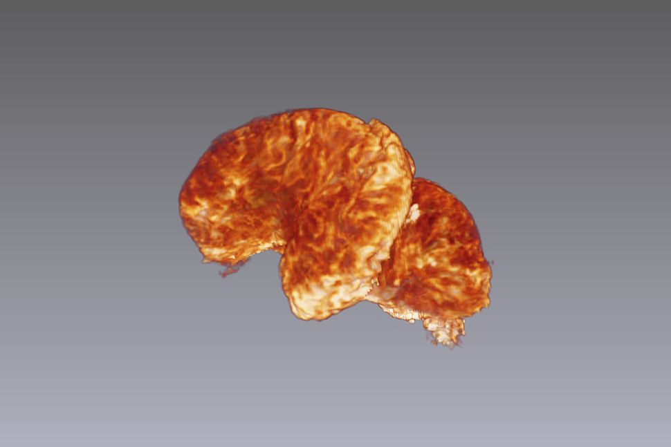 In photos: Mummified woolly mammoth discovered | Live Science