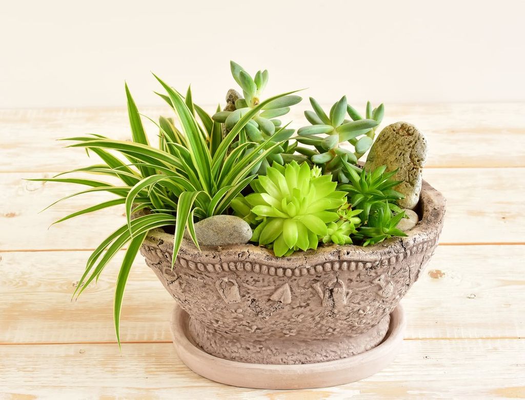 Container Grown Succulents - Tips On Growing Succulents In Pots ...