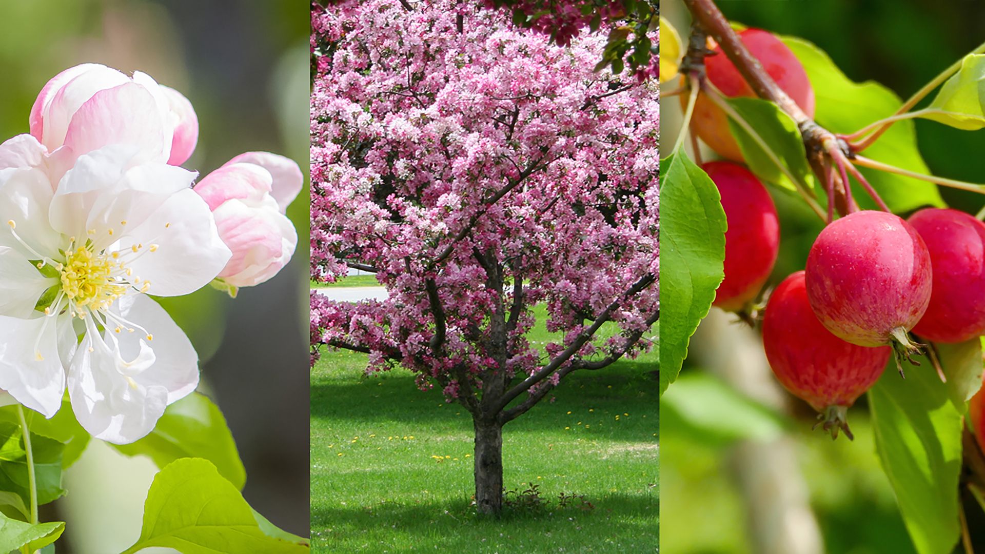 How to plant crab apple trees | Homes and Gardens