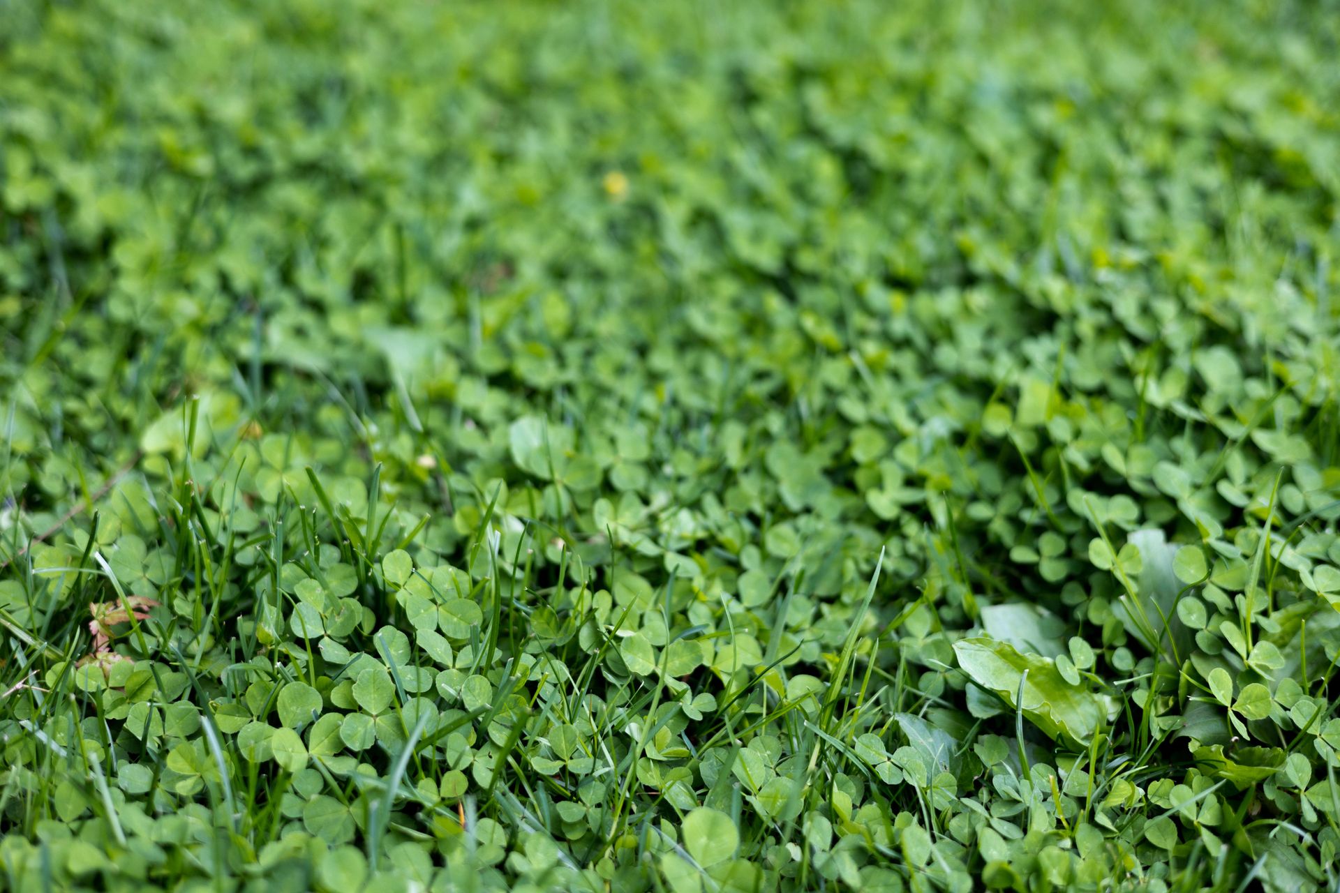 The 7 best groundcover plants to prevent weeds | Livingetc