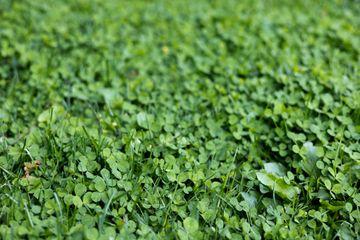 6 walkable groundcover plants that are perfect for paths | Livingetc