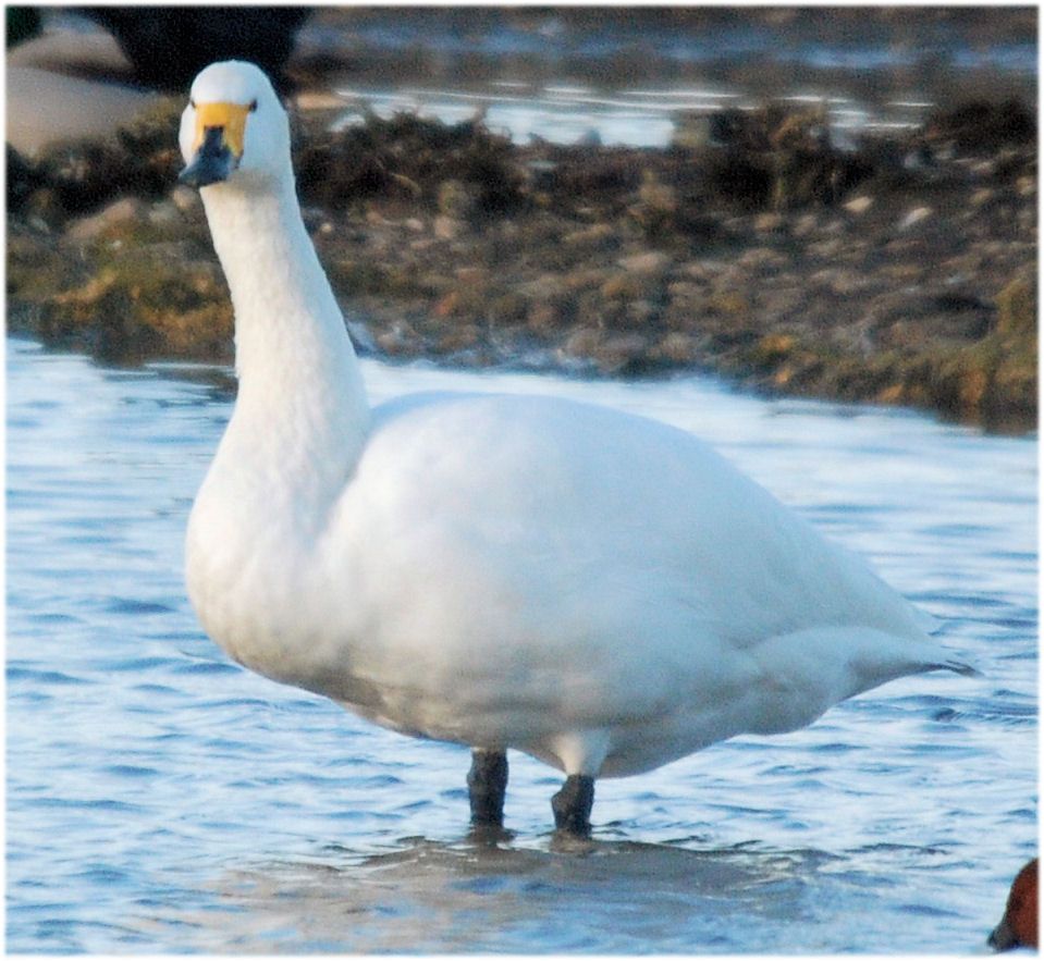 Swans: 'Do Our Butts Look Big?' | Live Science