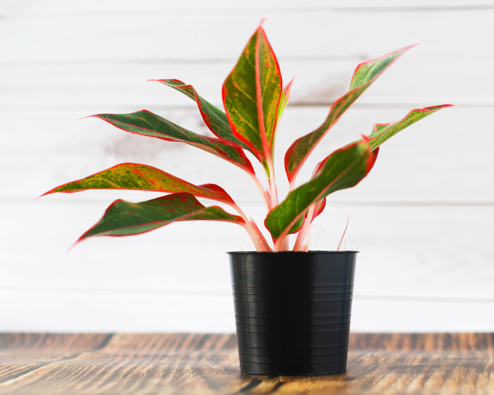 Spooky houseplant trend: 8 plants giving all the Halloween feels | Real ...