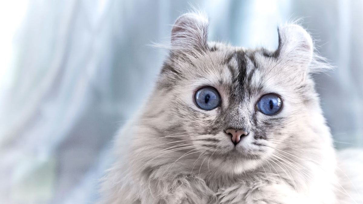 32 of the most expensive cat breeds | PetsRadar
