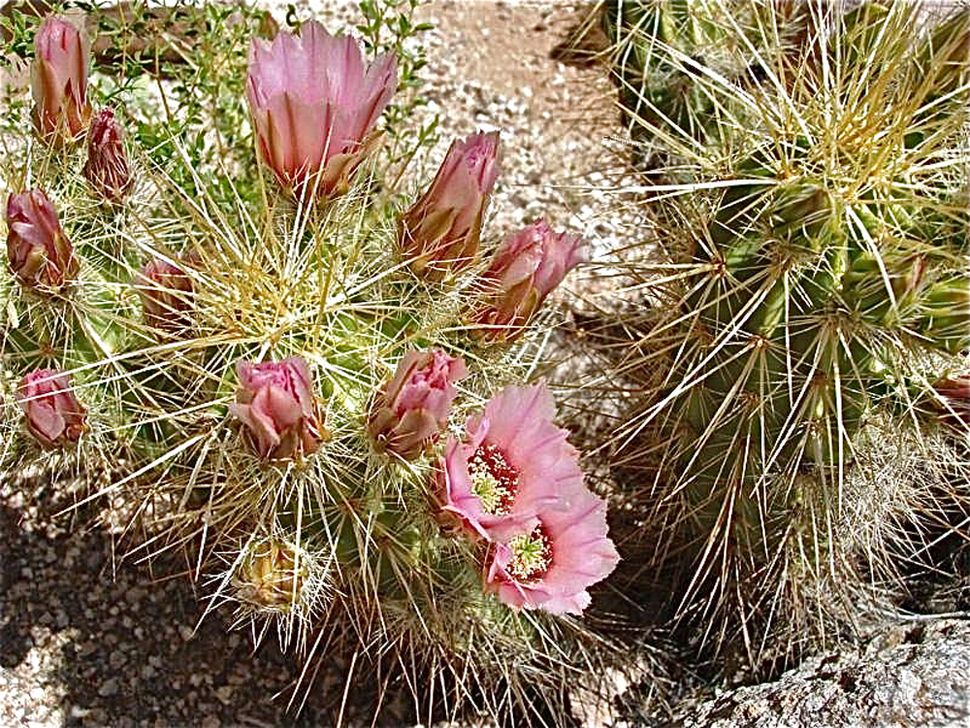 In Photos: Beautiful Cactus Flowers Signal Spring Is Here | Live Science