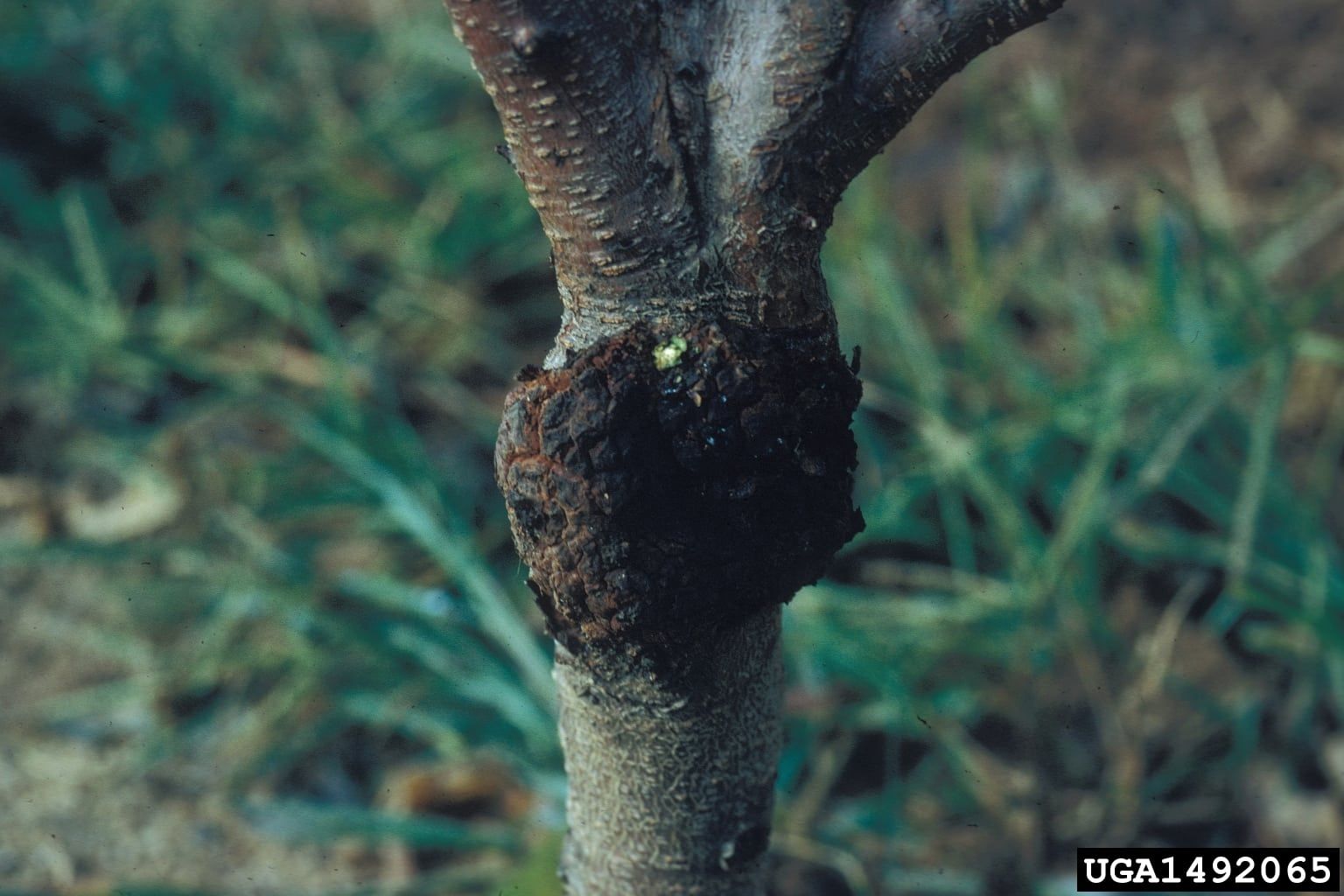 What Causes Peach Crown Gall – Fixing A Peach Tree With Crown Gall ...