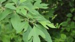 Balm of Gilead tree care and growing guide | Homes and Gardens