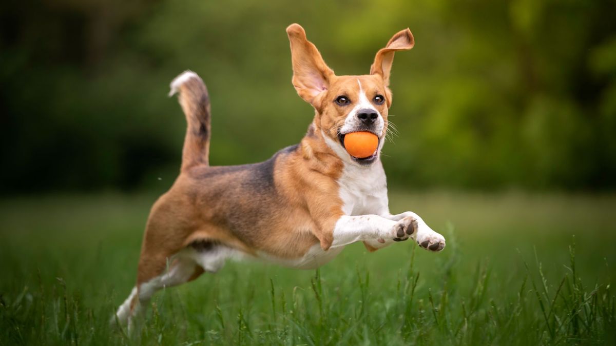 Best tracking dogs with powerful noses and strong work ethic | PetsRadar