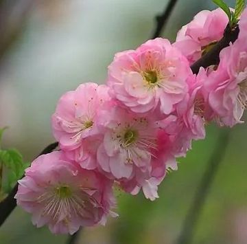 How to grow an almond tree: for beautiful blossom every year | Homes ...