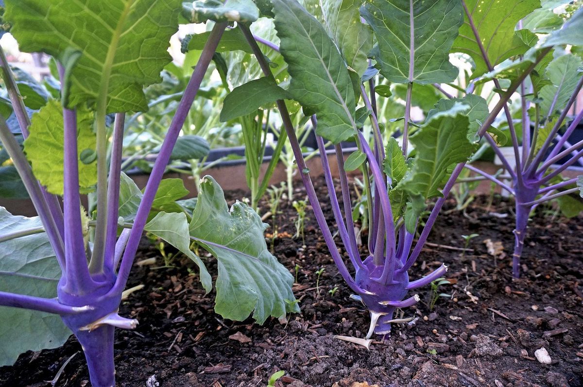 Kohlrabi Plant How To Grow The Kohlrabi Plant | General Planting