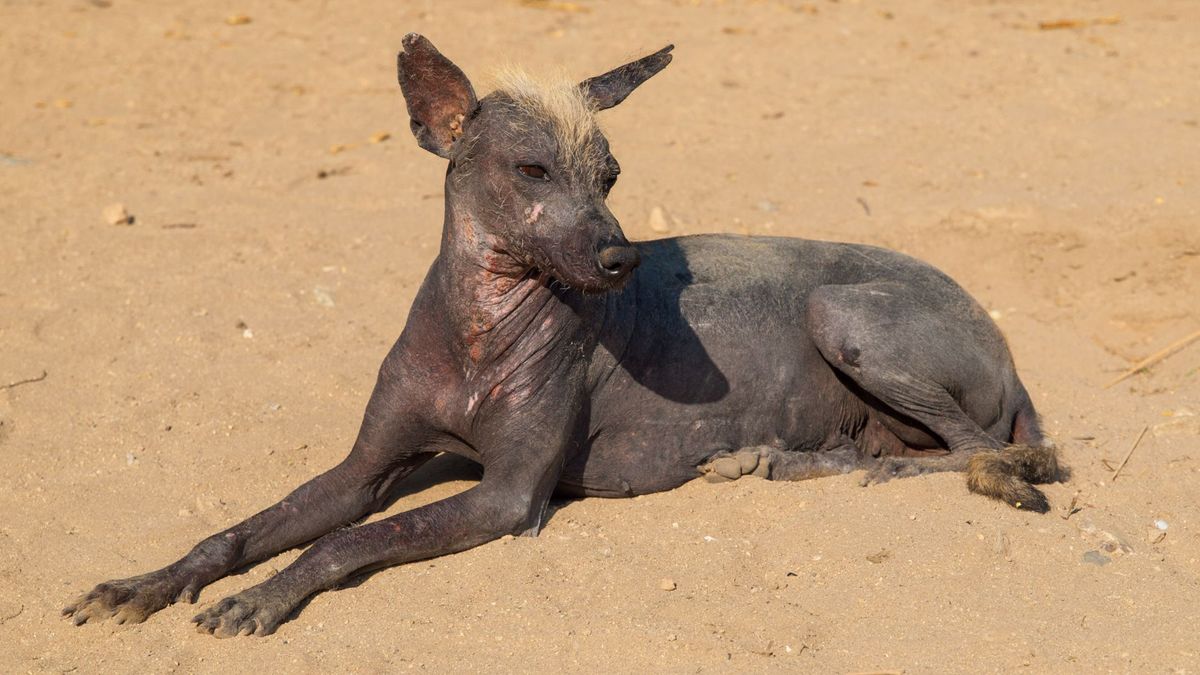Unusual dog breeds that will stop you in your tracks | PetsRadar