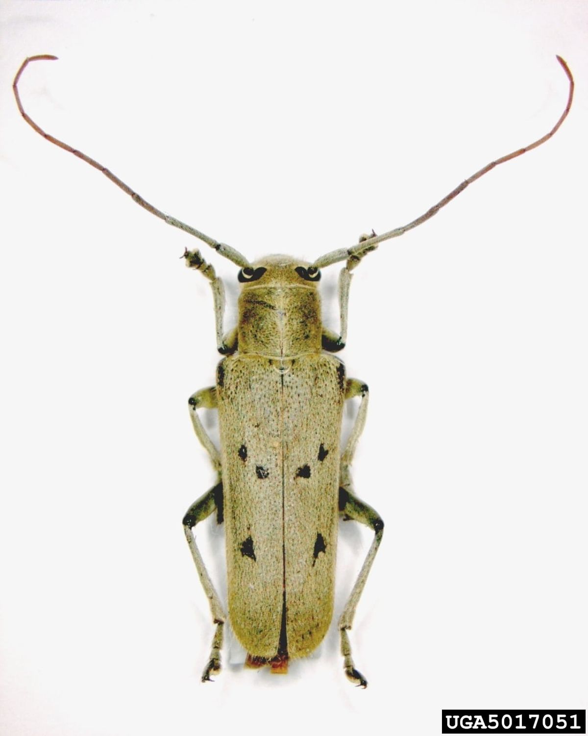 Controlling Linden Borers: Learn To Recognize Linden Borer Damage ...