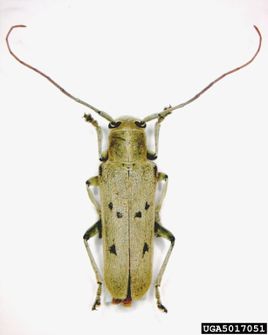 Linden Tree Problems: Learn About Common Linden Tree Diseases ...