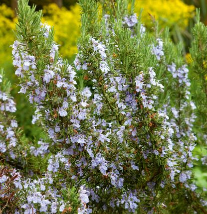 How to grow rosemary: from cuttings and from seed | Homes and Gardens