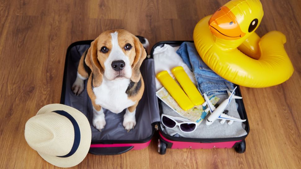32 reasons to take your pet on vacation with you next year | PetsRadar