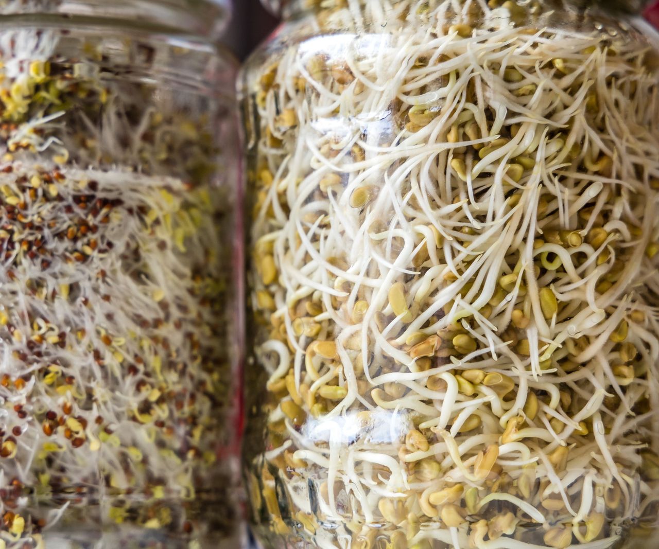 How to grow your own beansprouts: step-by-step advice | Homes and Gardens