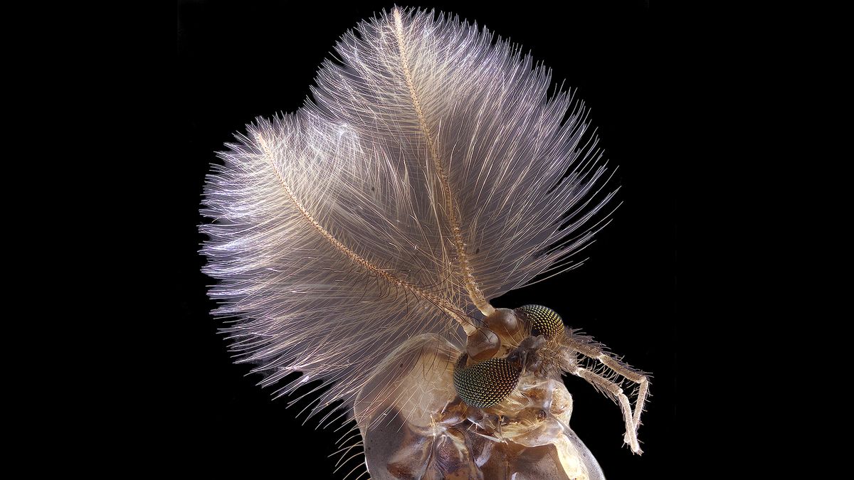 Fluorescent, Rainbow-Colored Turtle Embryo Earns Photo Contest's Top ...