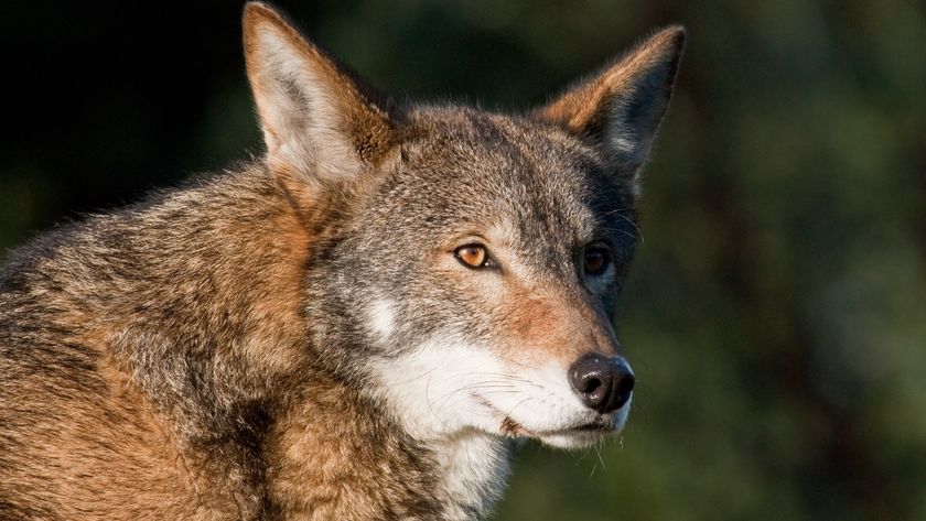 Coyotes: Facts about the wily members of the Canidae family | Live Science