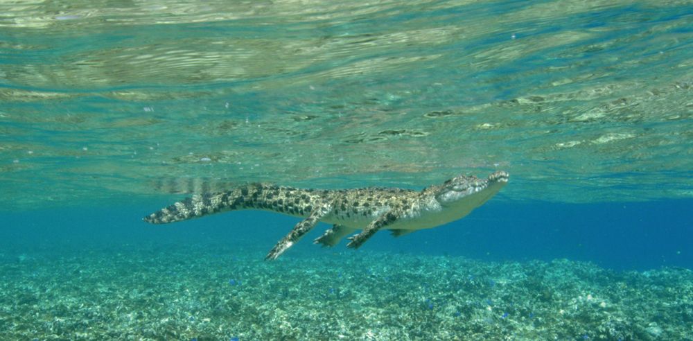 In Photos: The Stunning Sea Life 'Stars' of 'Big Pacific': Page 2 ...