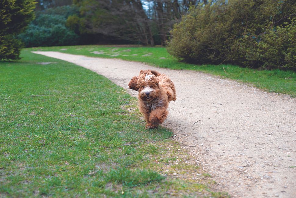 Dog photography: how to shoot action shots of running dogs | Digital ...