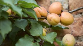 Using persimmon seeds to predict winter weather: folklore explained ...