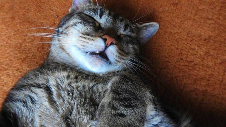 Cat snoring: Why do cats snore and is it normal? | PetsRadar