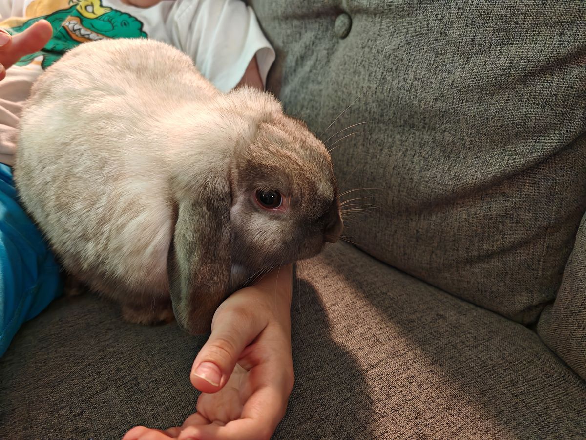 The Honor 200 Pro camera has what it takes to challenge the best Google ...