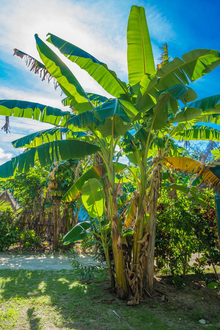 How to grow a banana tree: even in colder climates | Homes and Gardens