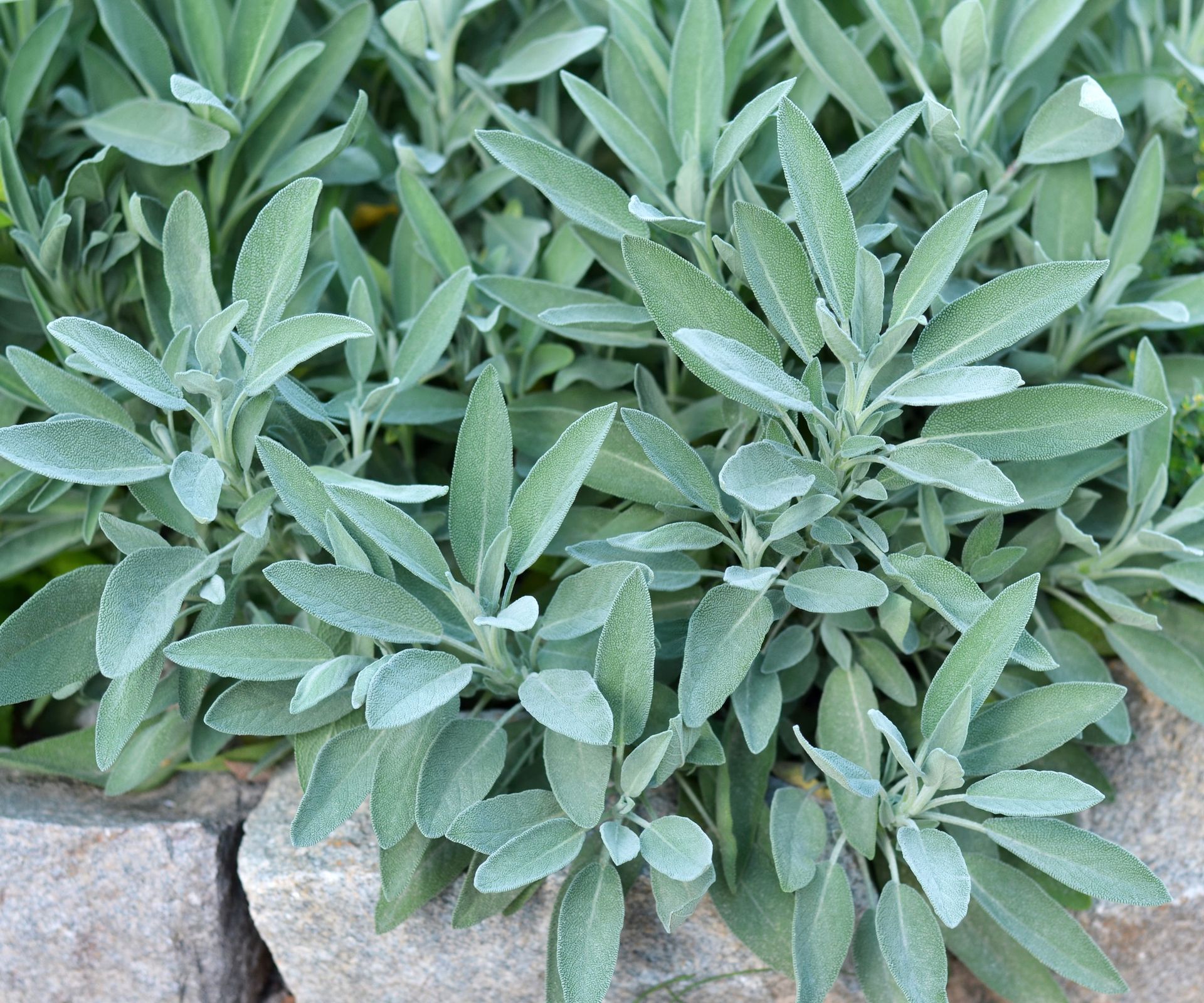 Growing Sage | Ultimate Herb Cultivation for Happy Harvests | Gardening ...