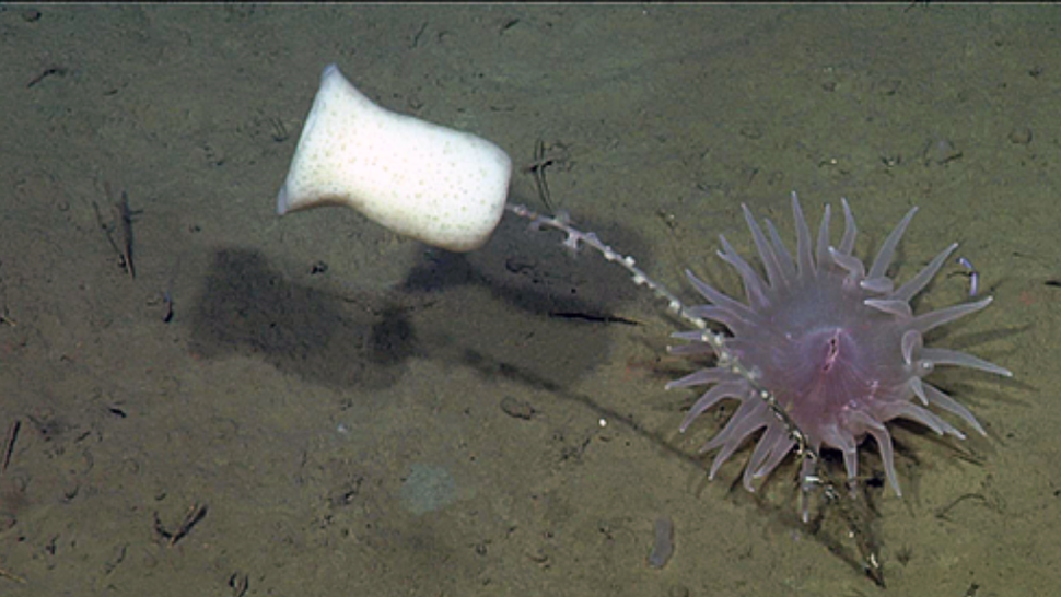 Deep-sea sponges caught 'sneezing' in time-lapse photos | Live Science