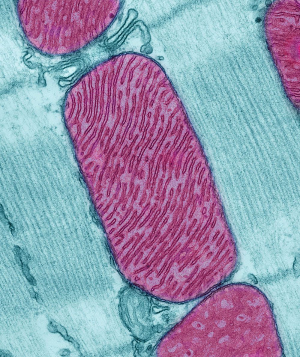 What Are Mitochondria? | Live Science