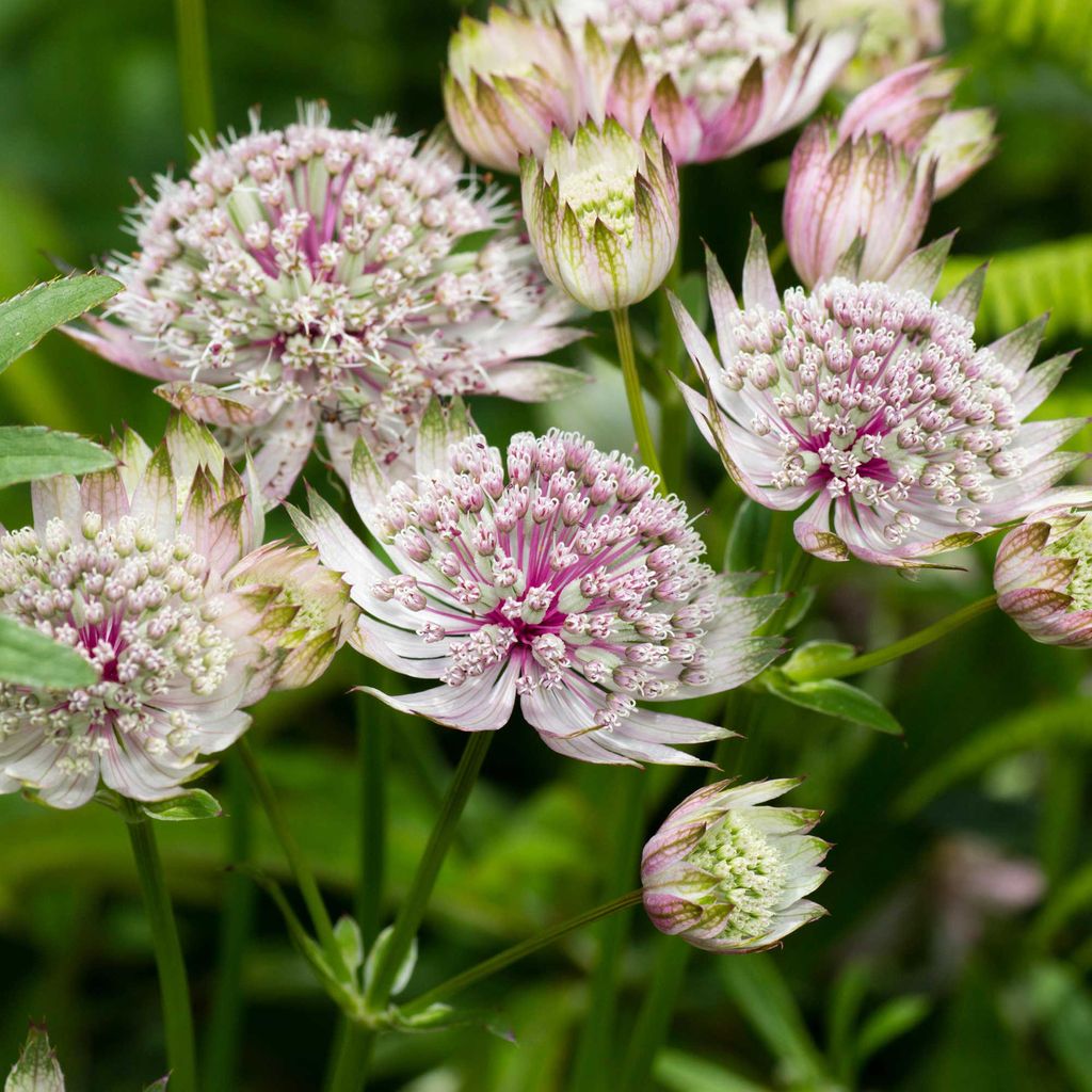 Best perennials: 10 great-value plants for your garden | Homes and Gardens
