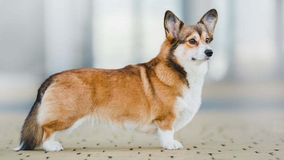 32 best dogs for introverts | PetsRadar