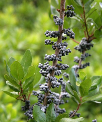 Best fragrant shrubs: 5 scented plants chosen by experts | Homes and ...
