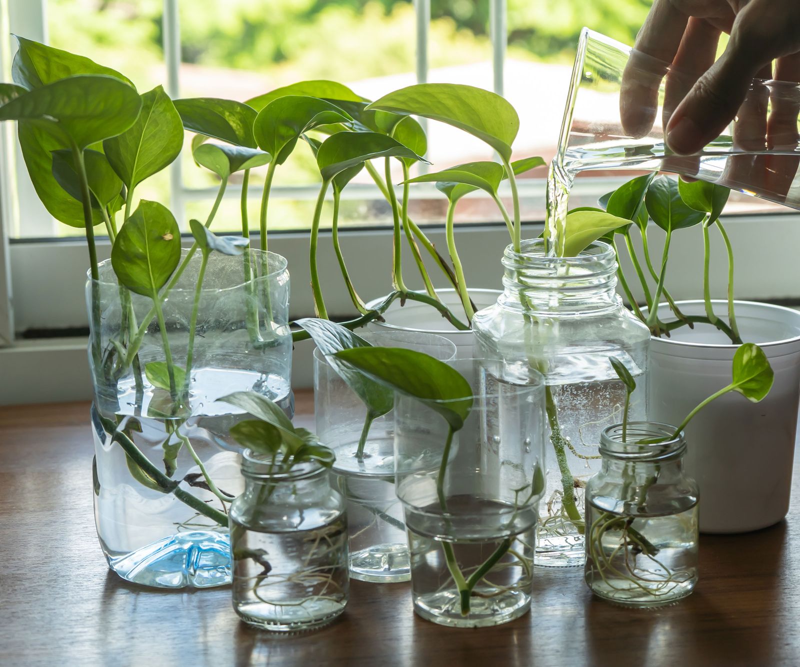How to grow plants in water all year round: top tips | Homes and Gardens