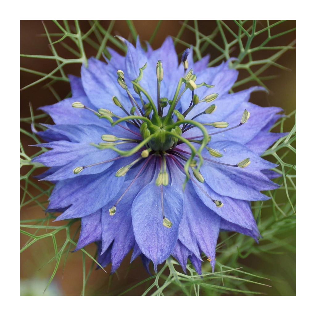 6 Self-Seeding Plants You Should be Growing in Your Backyard for a ...
