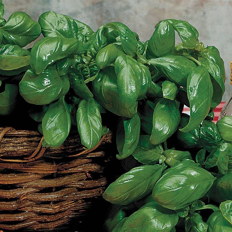 The Ultimate Guide To Growing Basil | Gardening Know How