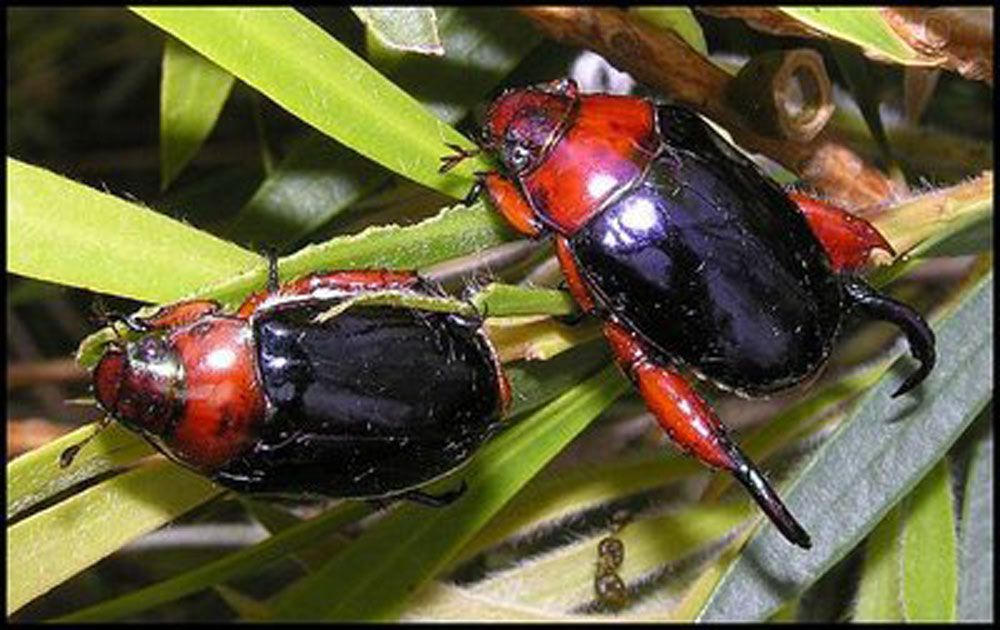 'Tis the Season: Gallery of Festive Insects | Live Science