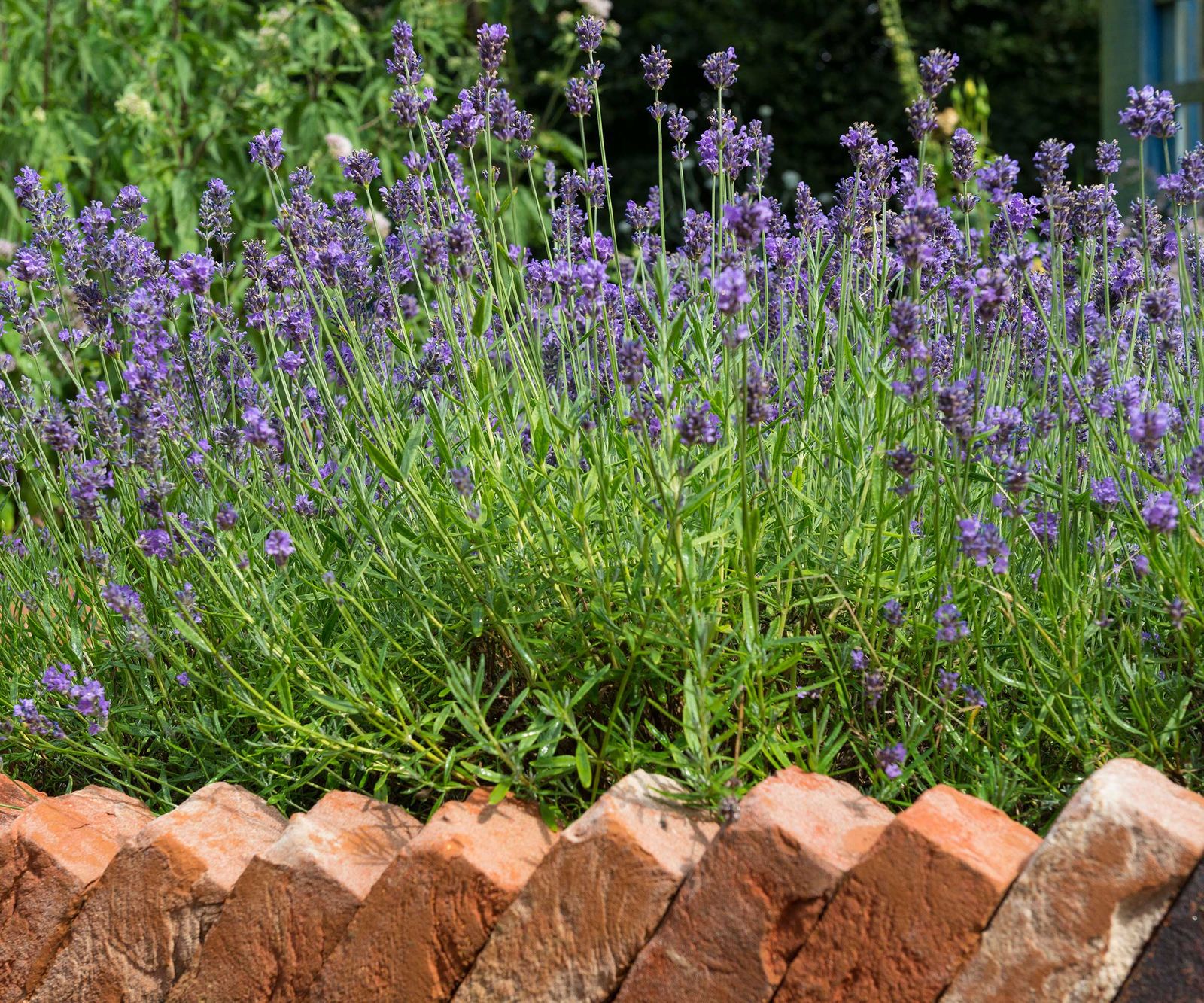 How to edge a flower bed: elevate your borders in 3 steps | Homes and ...