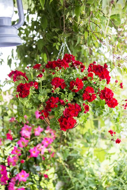 Best trailing plants for hanging baskets: 12 beautiful ideas | Homes ...
