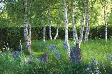 Birch trees: a guide to popular species | Homes and Gardens