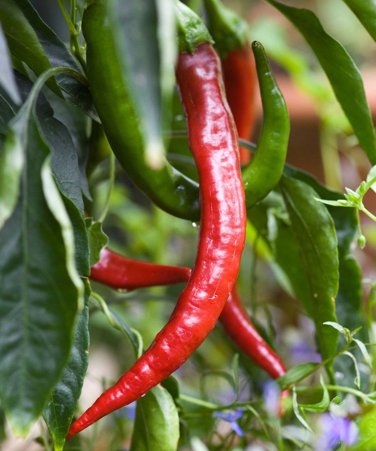 Types of chili peppers: the 10 best varieties to grow | Homes and Gardens