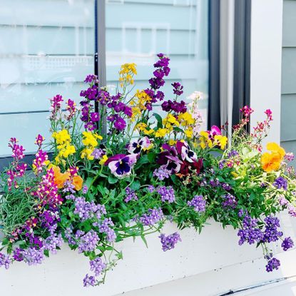 Window box ideas to boost your home's curb appeal | Livingetc