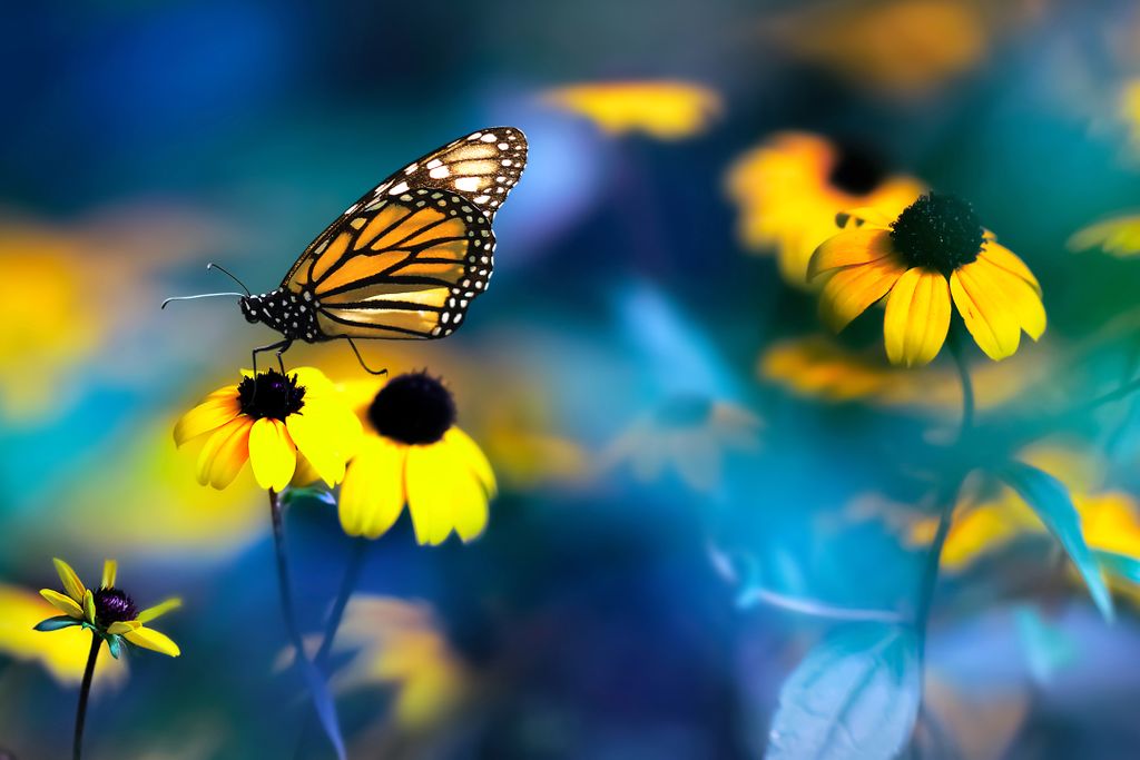Focus-stack your close-up photos the easy way with Nikon’s Focus Shift ...