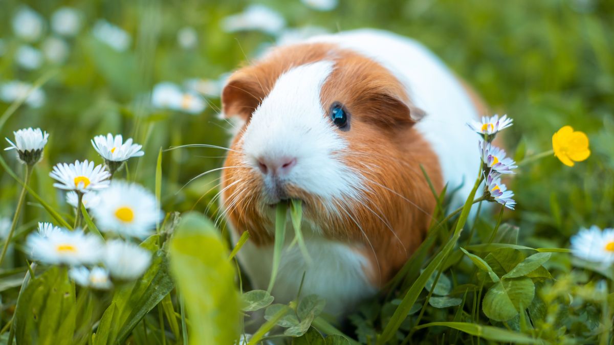 32 of the best emotional support animal breeds | PetsRadar